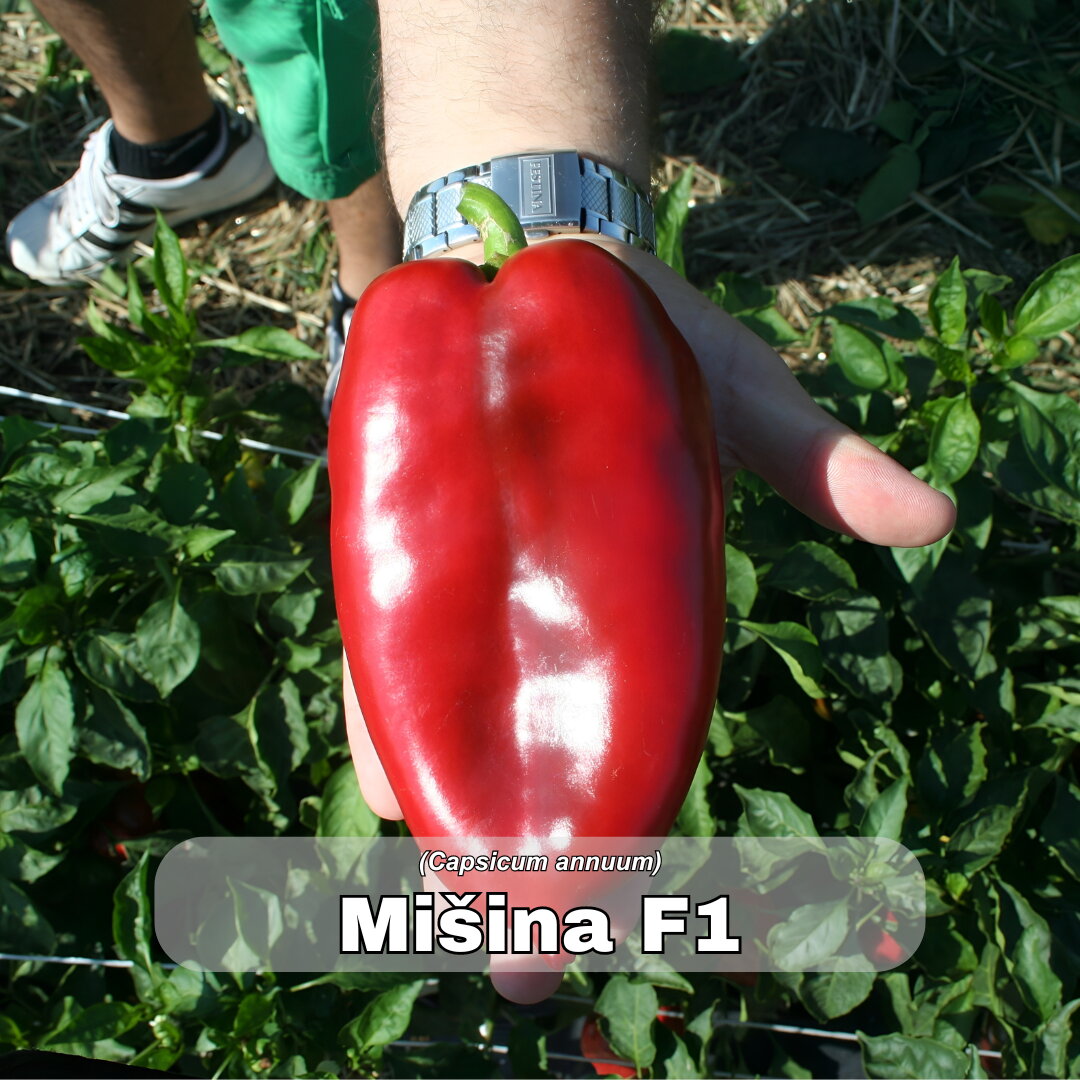 MIŠINA F1 | HOYA V.S. - Subotica