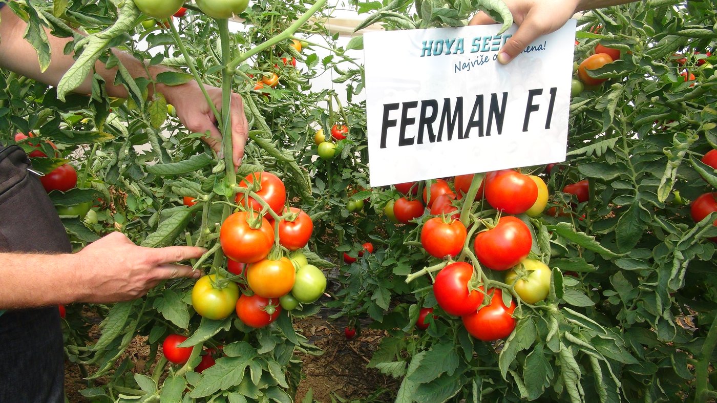 Ferman,paradajz,beef tip,crven,indeterminantan | HOYA V.S. - Subotica