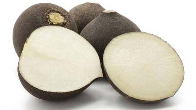 Rotkva | HOYA V.S. - Subotica