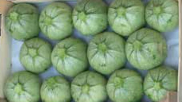 Green Ball F1, tikvica, Hoya VS | HOYA V.S. - Subotica