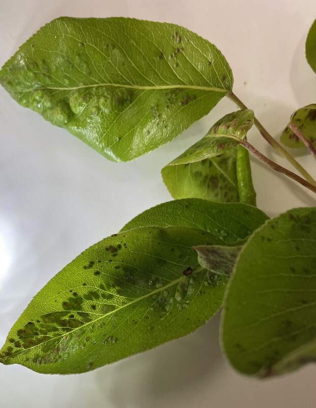 Pojava štetnika i bolesti u zasadima kruške u okolini Leskovca | HOYA V ...