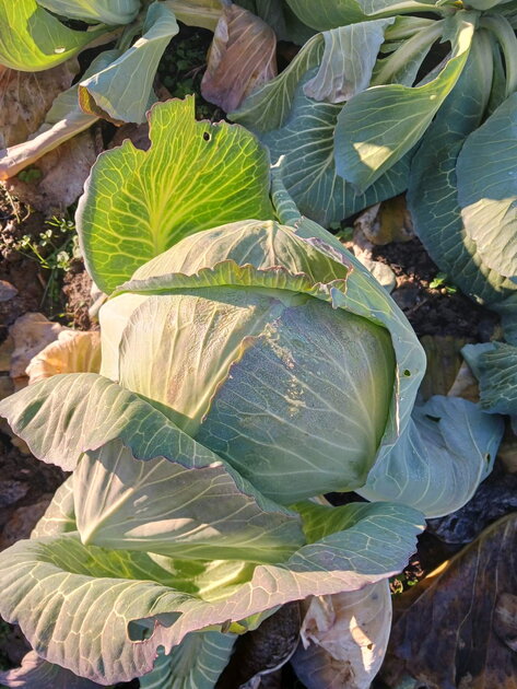 QUEEN F1 za Novu godinu | HOYA V.S. - Subotica